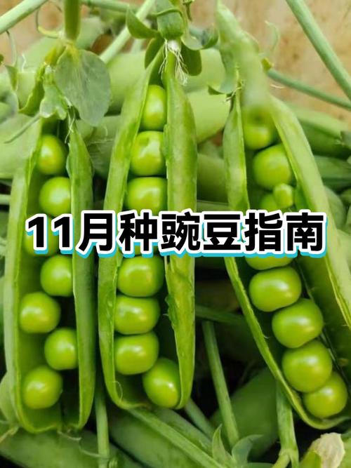 豌豆种子多少钱一斤截图
