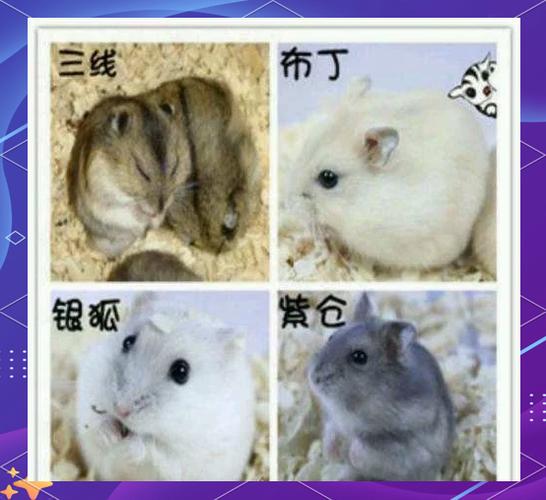 仓鼠可以自己繁衍吗图标