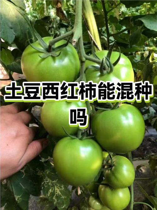 英雄土豆西红柿口诀图标