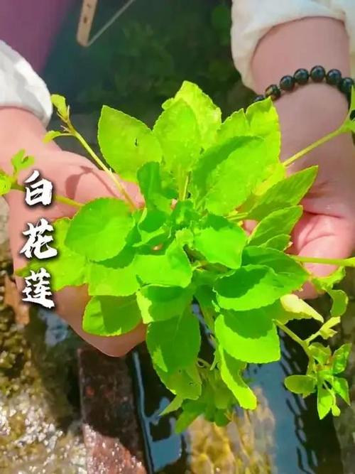 青莲草药材图片图标