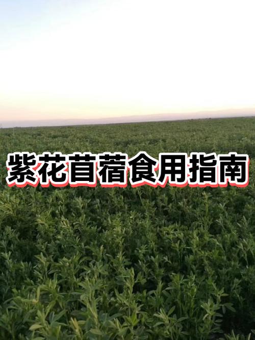 紫花苜蓿人可以吃吗图标