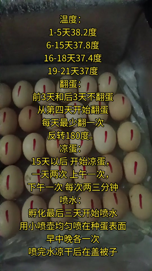 怎样孵出小鸡图标