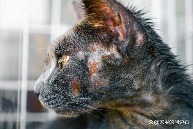 小猫和人睡会传染病吗图标