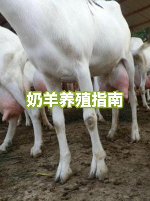 奶山羊养殖技术与管理图标