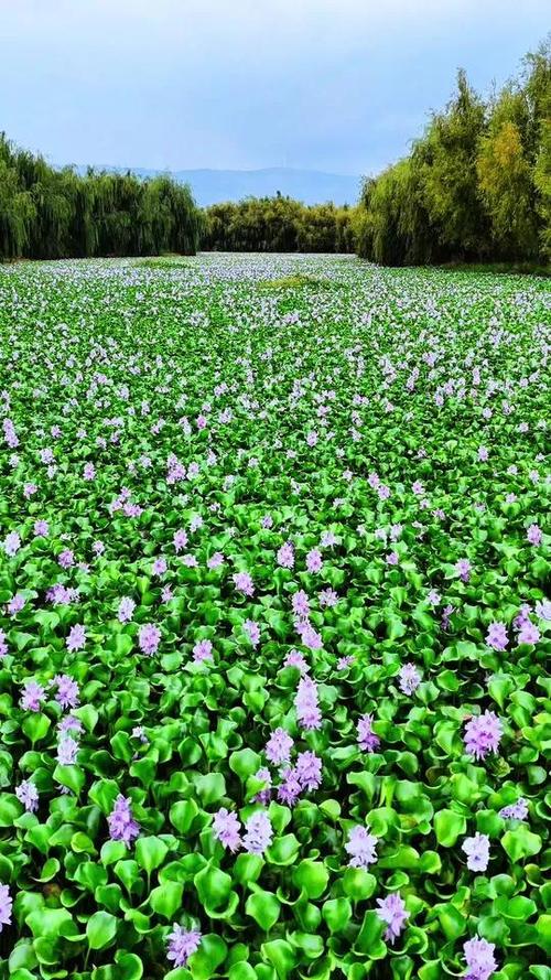 水葫芦图片图标