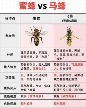小蜜蜂的性格特点图标