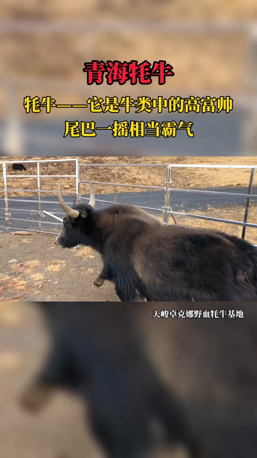 雄壮远足牦牛怎么获得截图