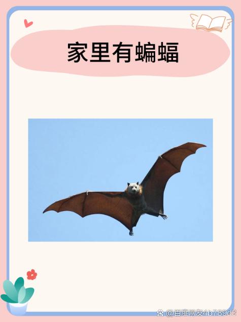蝙蝠进宅老人多久去世截图