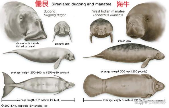 海牛和儒艮的区别图标