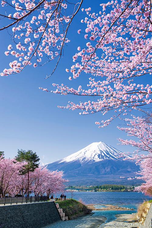日本樱花图标