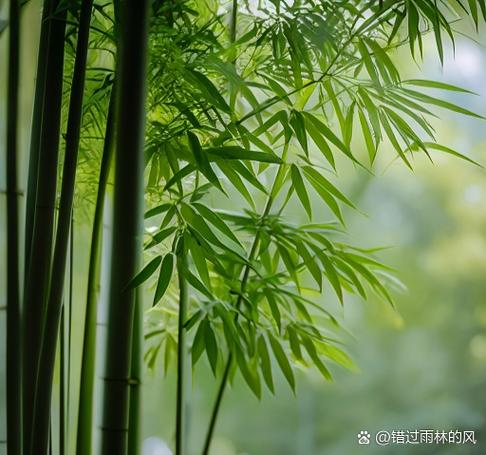 吹竹叶视频教程图标