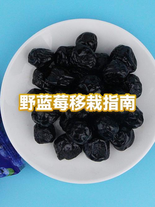 野蓝莓和蓝莓的区别图标