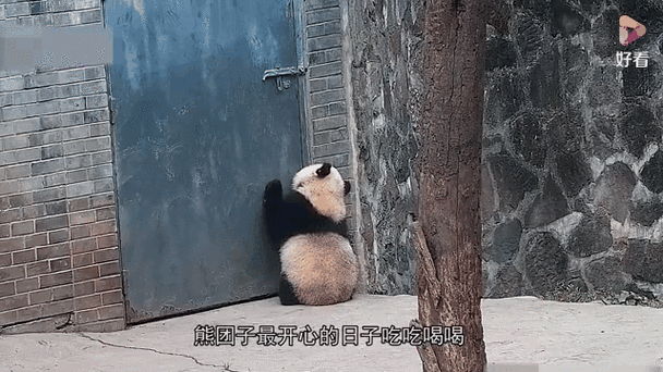 熊猫养成记是关门了吗图标