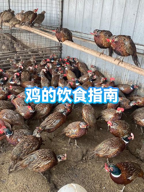 矿鸡联盟图标