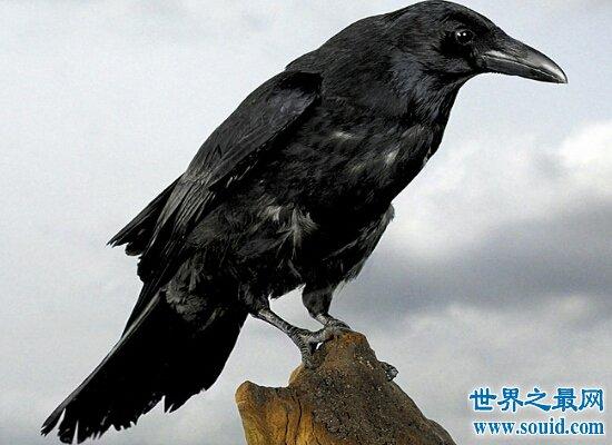 乌鸦悖论图标