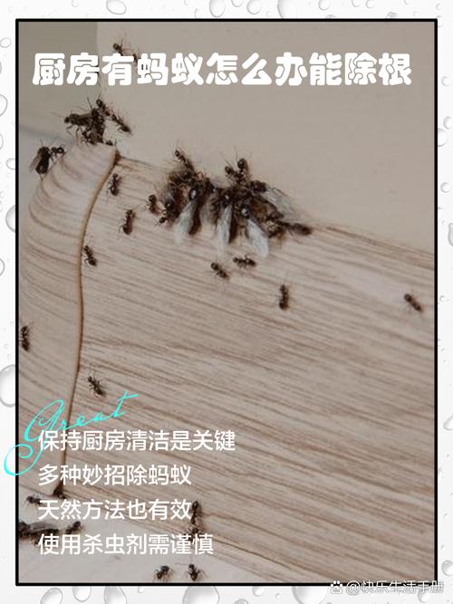 家里有小蚂蚁厨房有蚂蚁怎么办图标