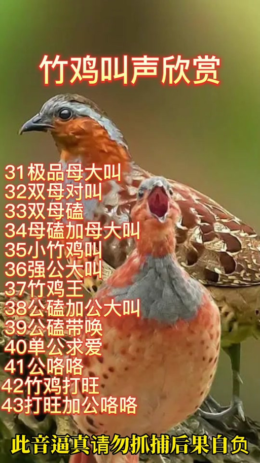 小鸡叫声图标