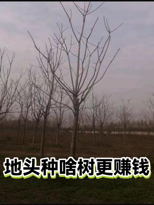 农村种树什么树种赚钱图标