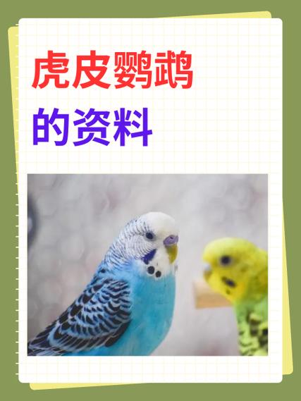 虎皮鹦鹉的特点图标