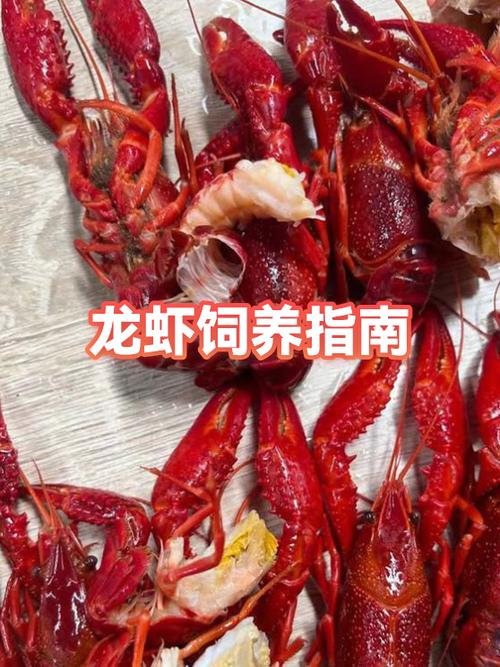 怎样养龙虾的基本知识图标