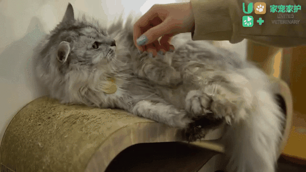 猫喵喵叫在说什么截图