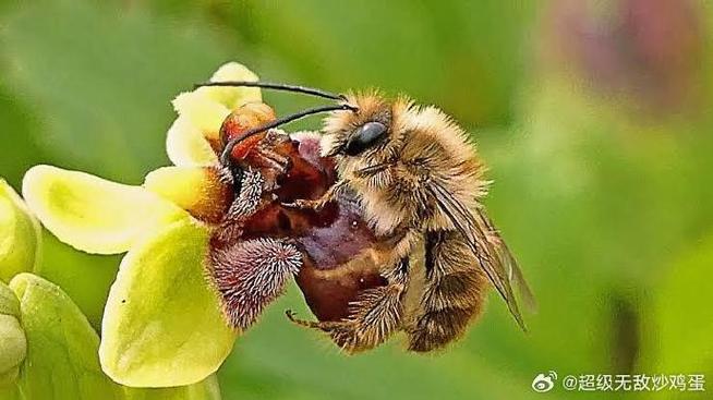 花朵靠蜜蜂传播种子的方法图标