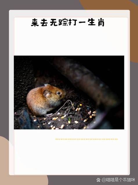 无痕浏览记录查看器图标