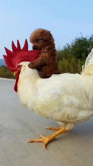 小鸡小狗视频图标