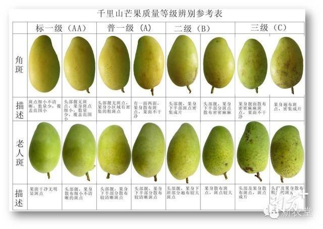 芒果品种大全列表图标