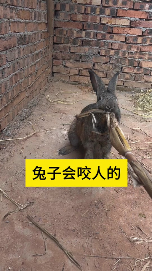 兔子咬主人暗示什么图标