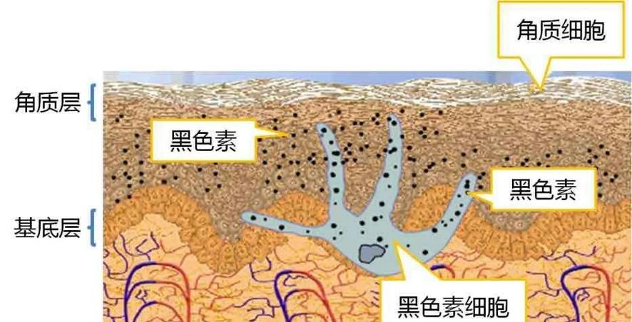 脸慢慢变黑是什么原因图标