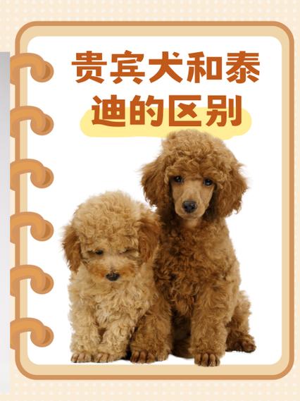 上宾和贵宾的区别图标