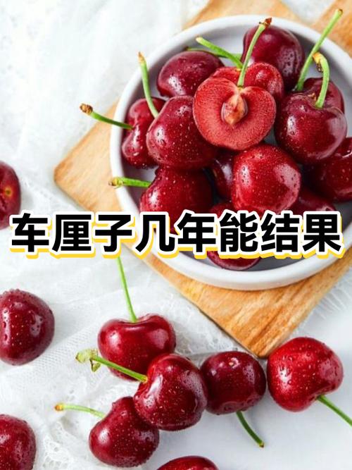 车厘子几年才能结果图标