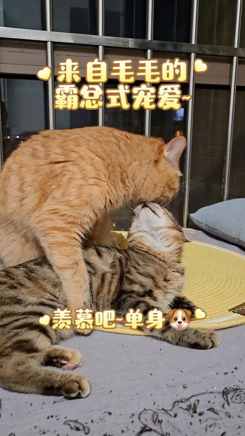 男主是总裁女主养了一只猫图标
