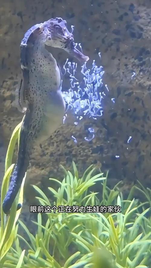 活的海马视频