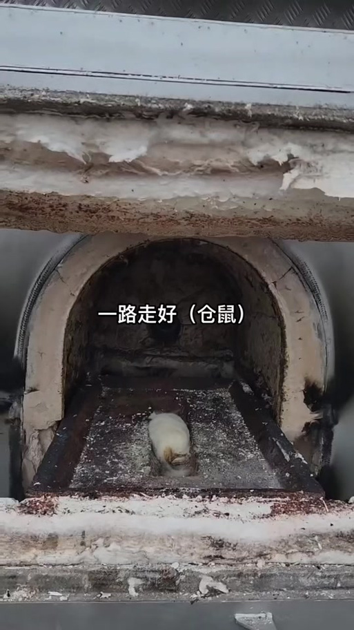 仓鼠火化还有骨灰吗图标