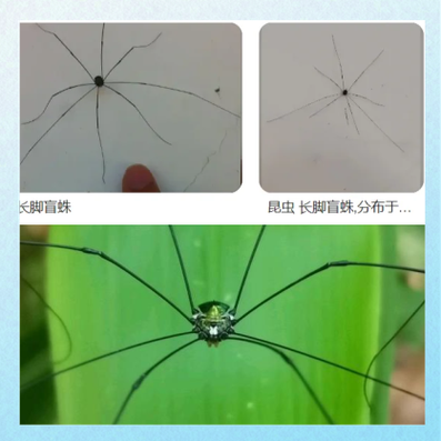 我的世界隐形蜘蛛图标