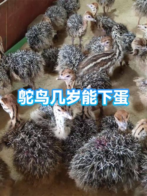 鸵鸟几岁开始下蛋图标