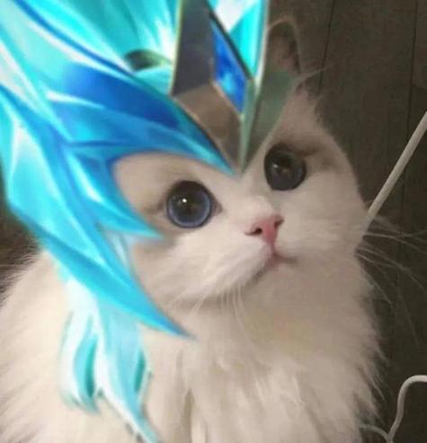 澜的猫咪头像图标