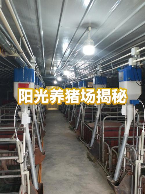 阳光养猪场合成技巧图标