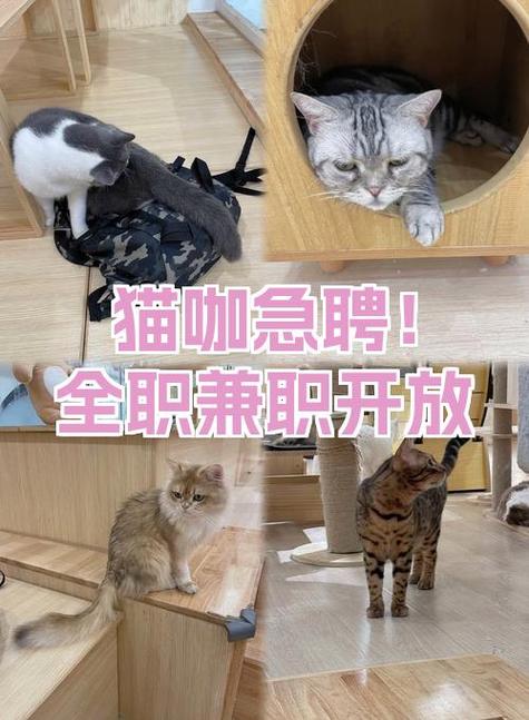 兼职养猫赚钱下载安装图标