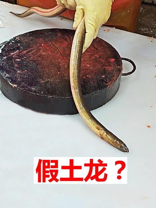 口袋妖怪金地龙土龙是什么截图