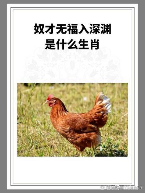 鸡日冲免是什么意思啊图标