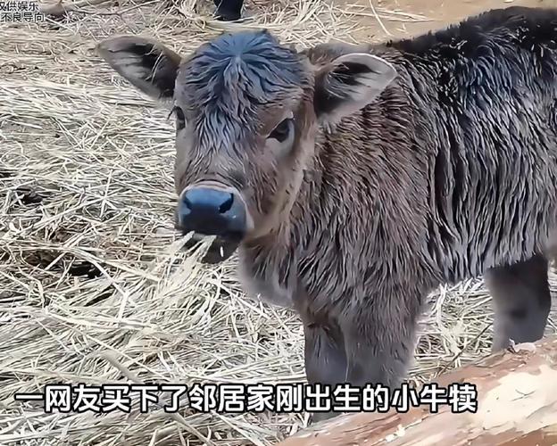 牛牛牛什么牛牛奶糖音乐图标