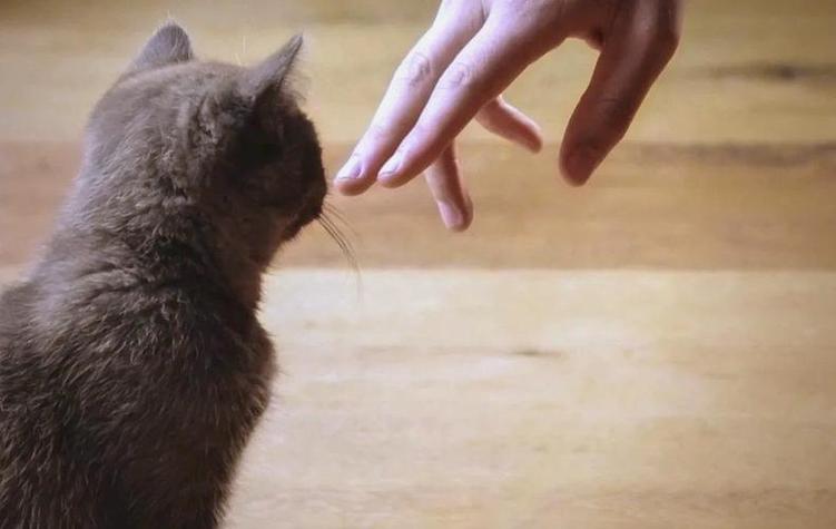 栀子花对猫咪图标