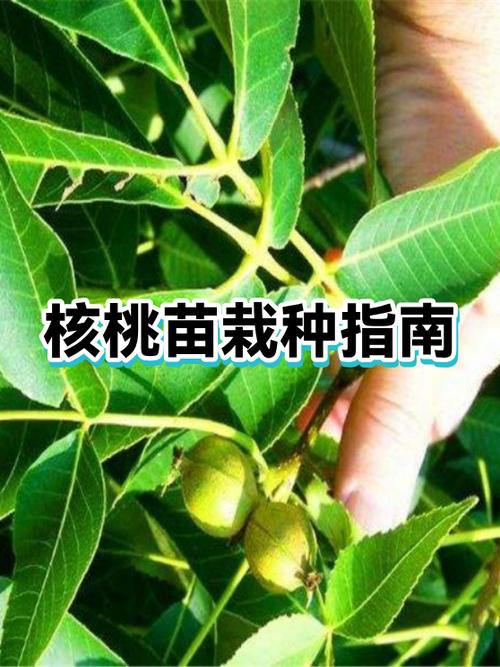 核桃树多久才能结果图标
