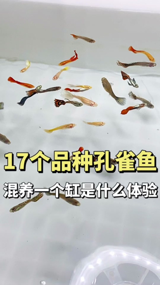 孔雀鱼品种混养问题图标