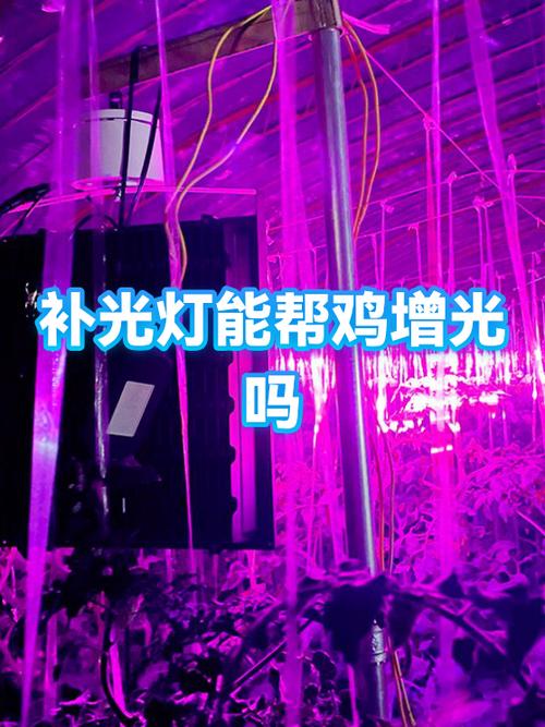 给鸡补光用什么灯图标