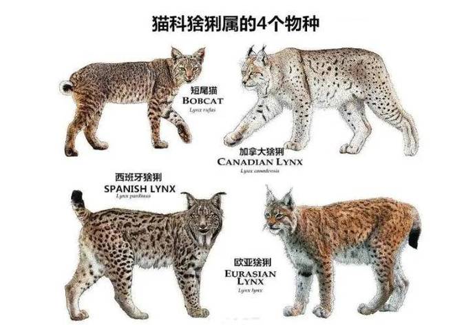 猞猁会不会吃猫图标