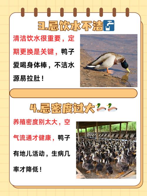 水鸭和旱鸭的养殖方法图标
